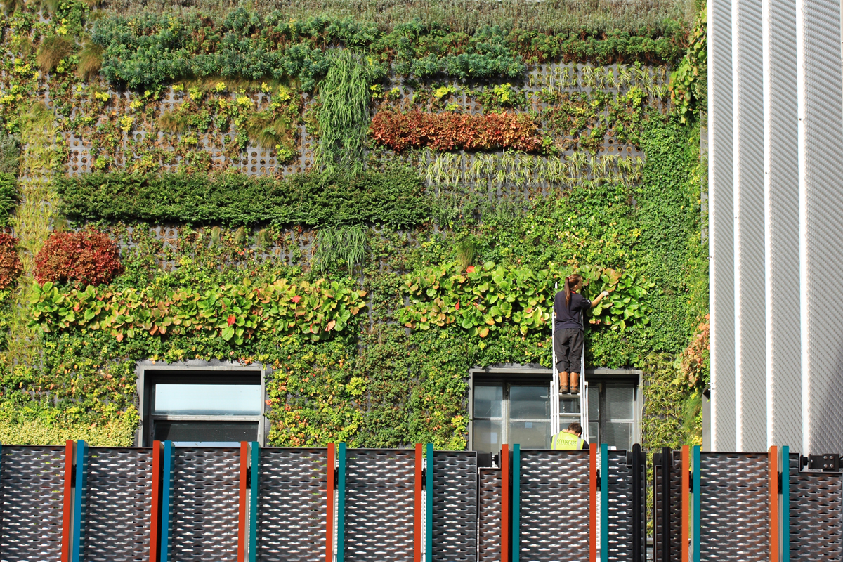 Green Walls: To Refresh Buildings the Environmentally Friendly Way